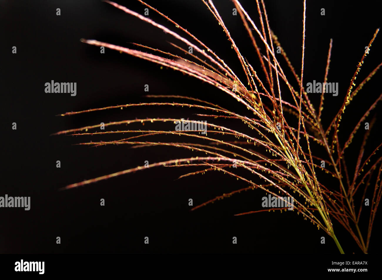 Autumn october small silver hi-res stock photography and images - Alamy