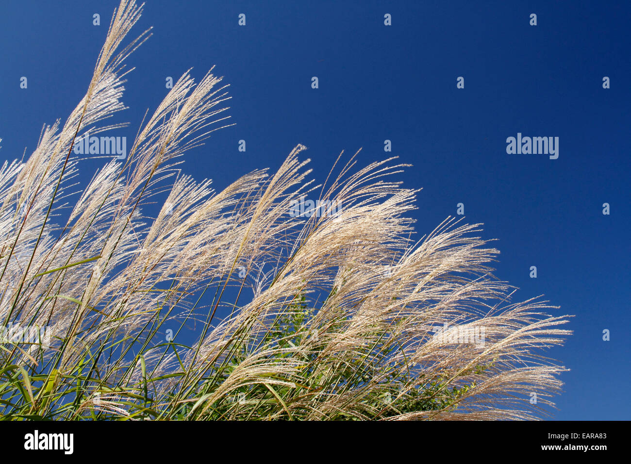 Japanese silver grass Stock Photo - Alamy