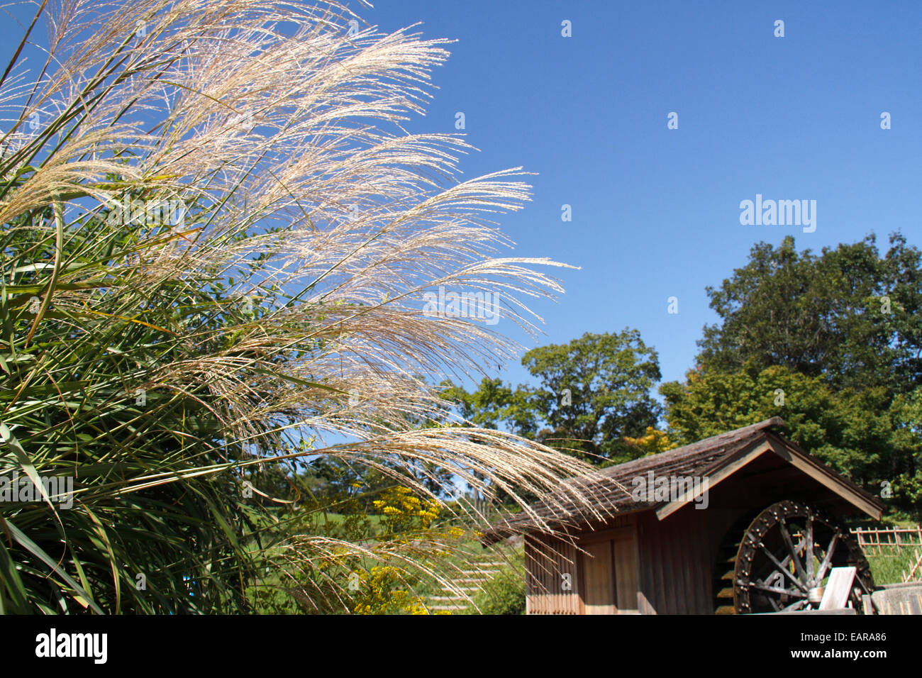 Japanese silver grass Stock Photo - Alamy