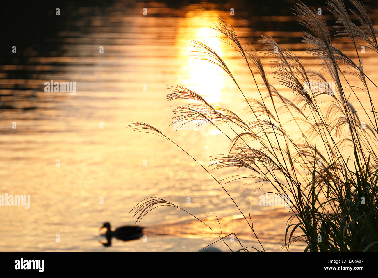 Bird in a sunset hi-res stock photography and images - Alamy