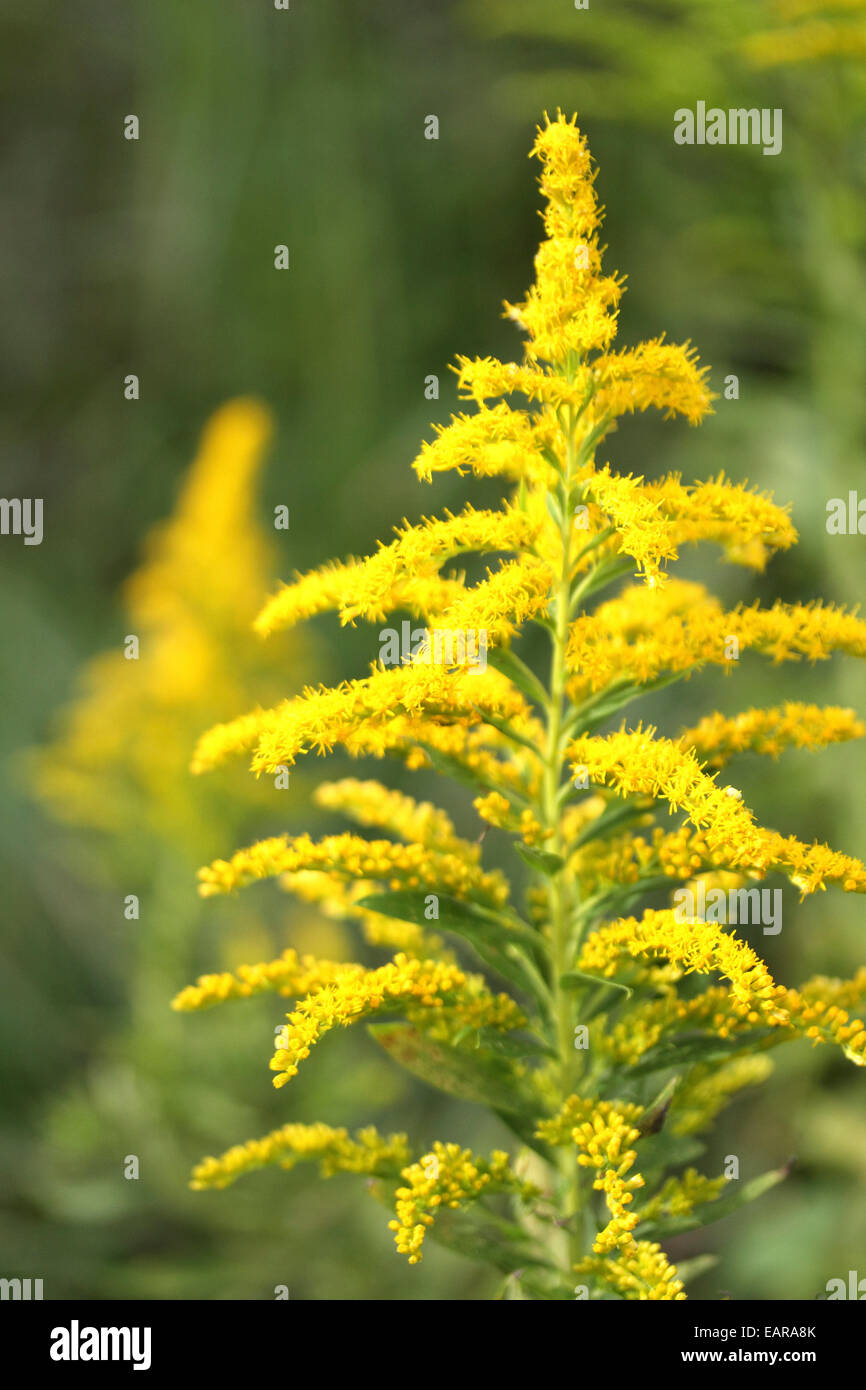 Canada Golden Rod Stock Photo - Alamy