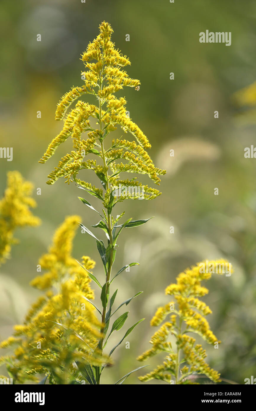 Canada Golden Rod Stock Photo - Alamy