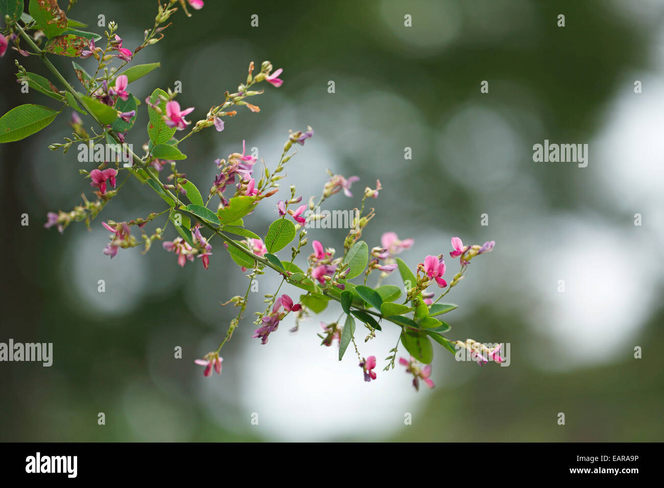 Bush clover and japan and fall hi-res stock photography and images - Alamy