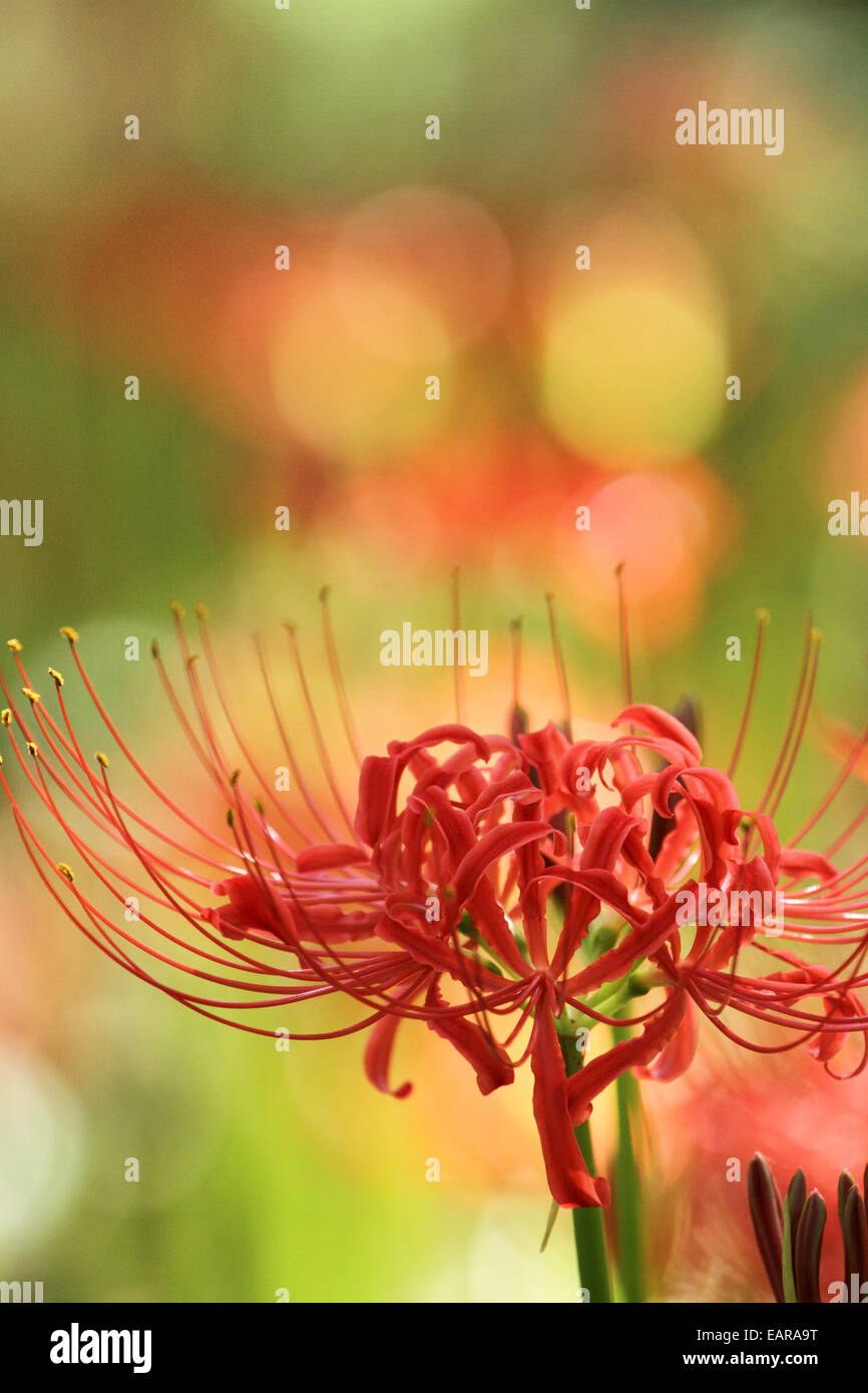 Red spider lily Stock Photo - Alamy