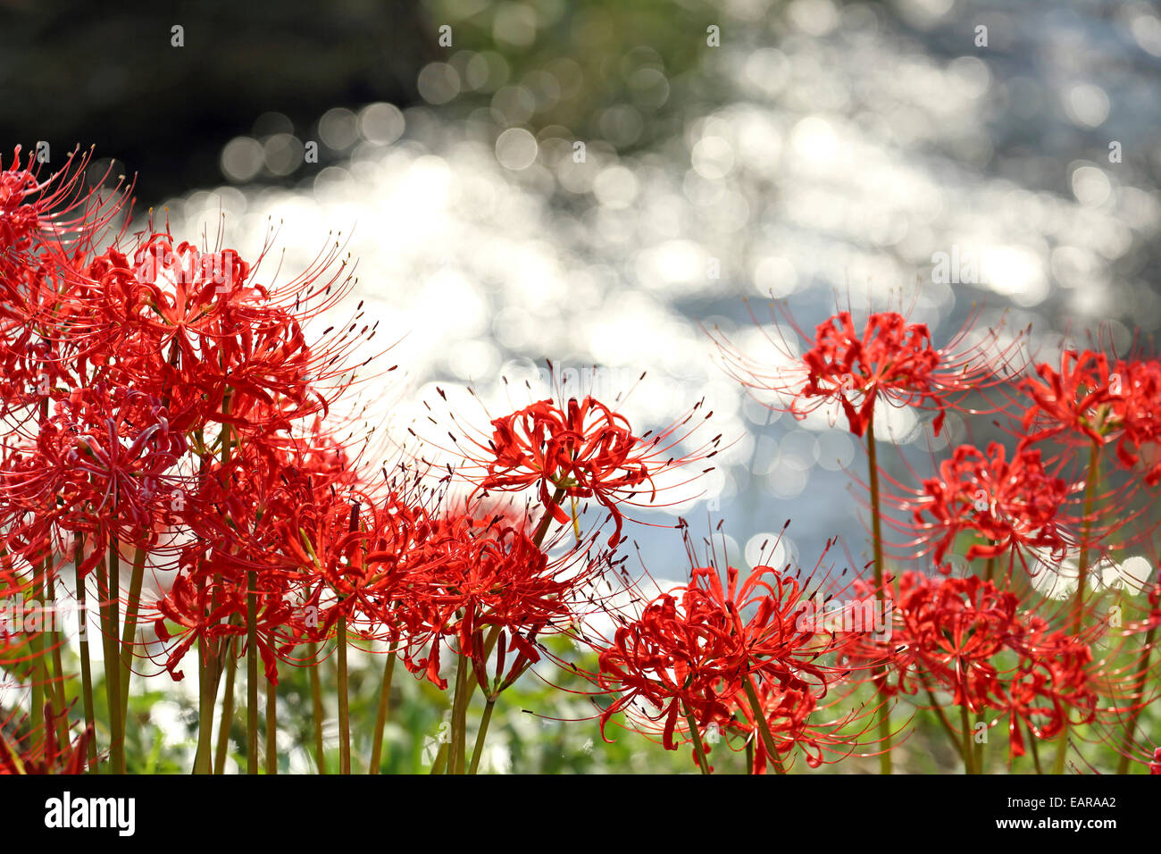 Red spider lily Stock Photo - Alamy