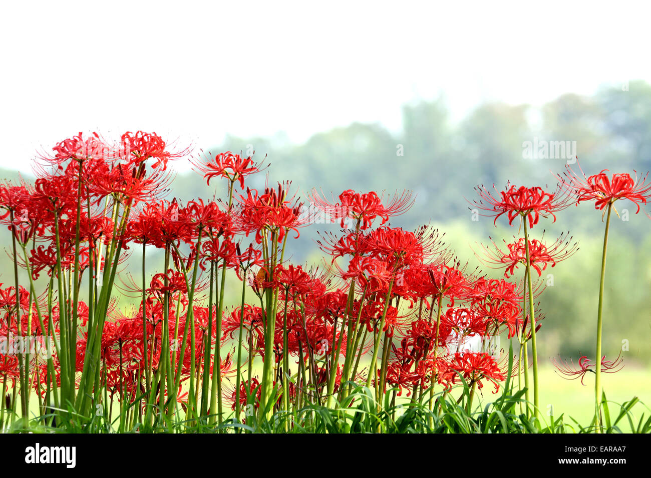 Red spider lily Stock Photo - Alamy