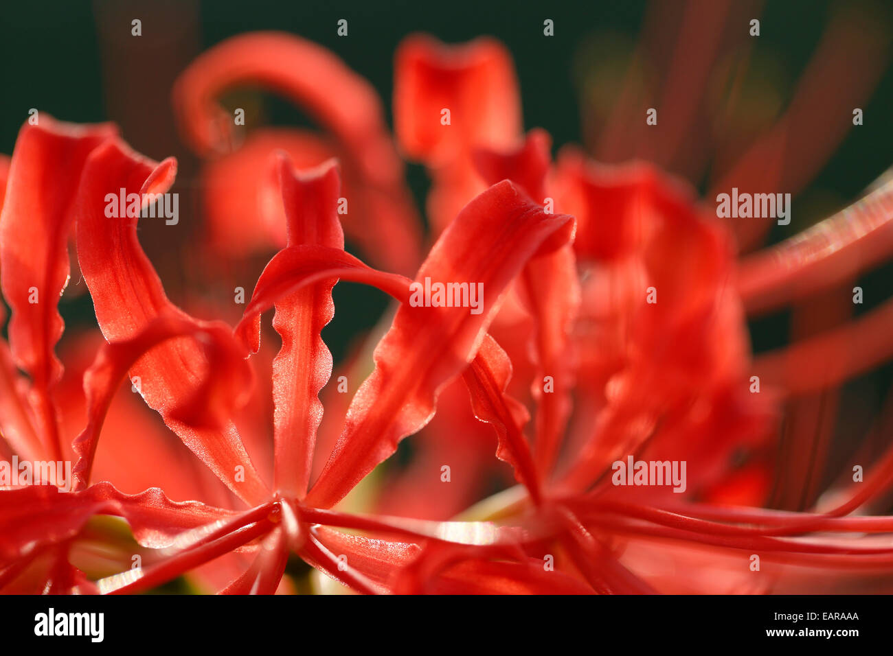 Red spider lily Stock Photo - Alamy