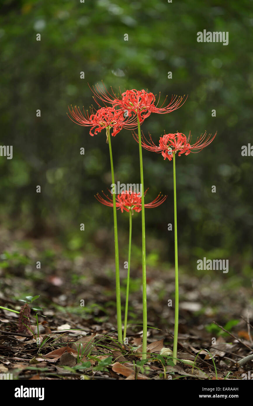 Red spider lily Stock Photo - Alamy