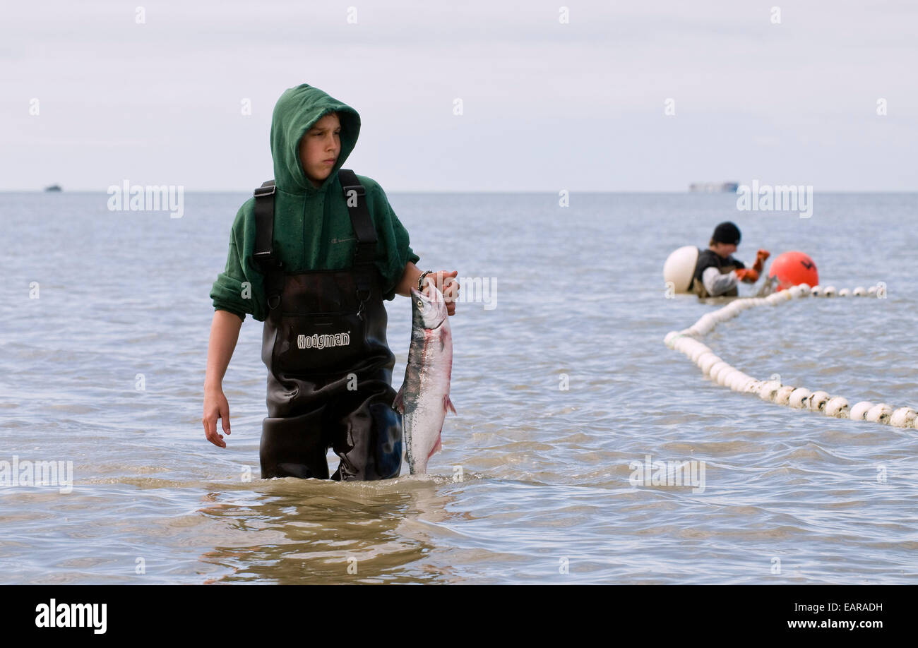 Commercial Setnet Fisherman Picks Sockeye From A Net On The Naknek ...