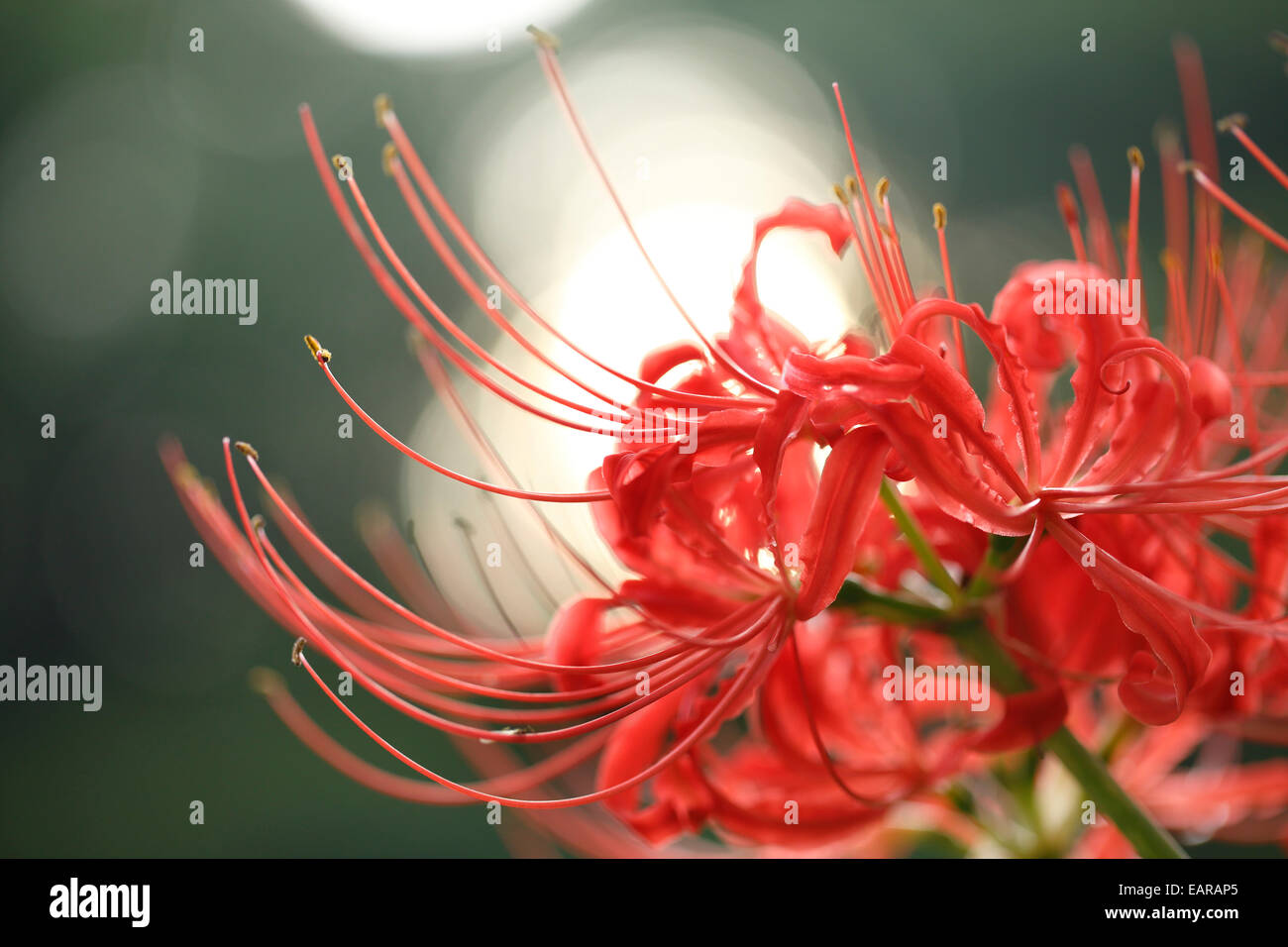 Red spider lily Stock Photo - Alamy