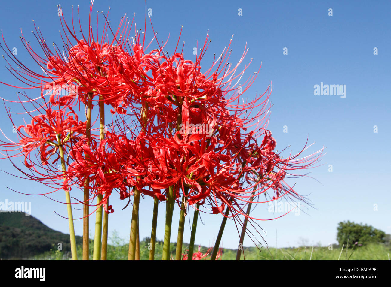 Red spider lily Stock Photo - Alamy