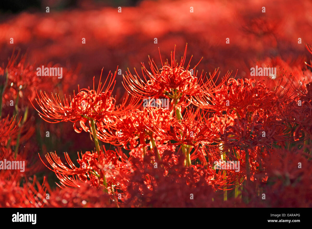 Red spider lily Stock Photo - Alamy