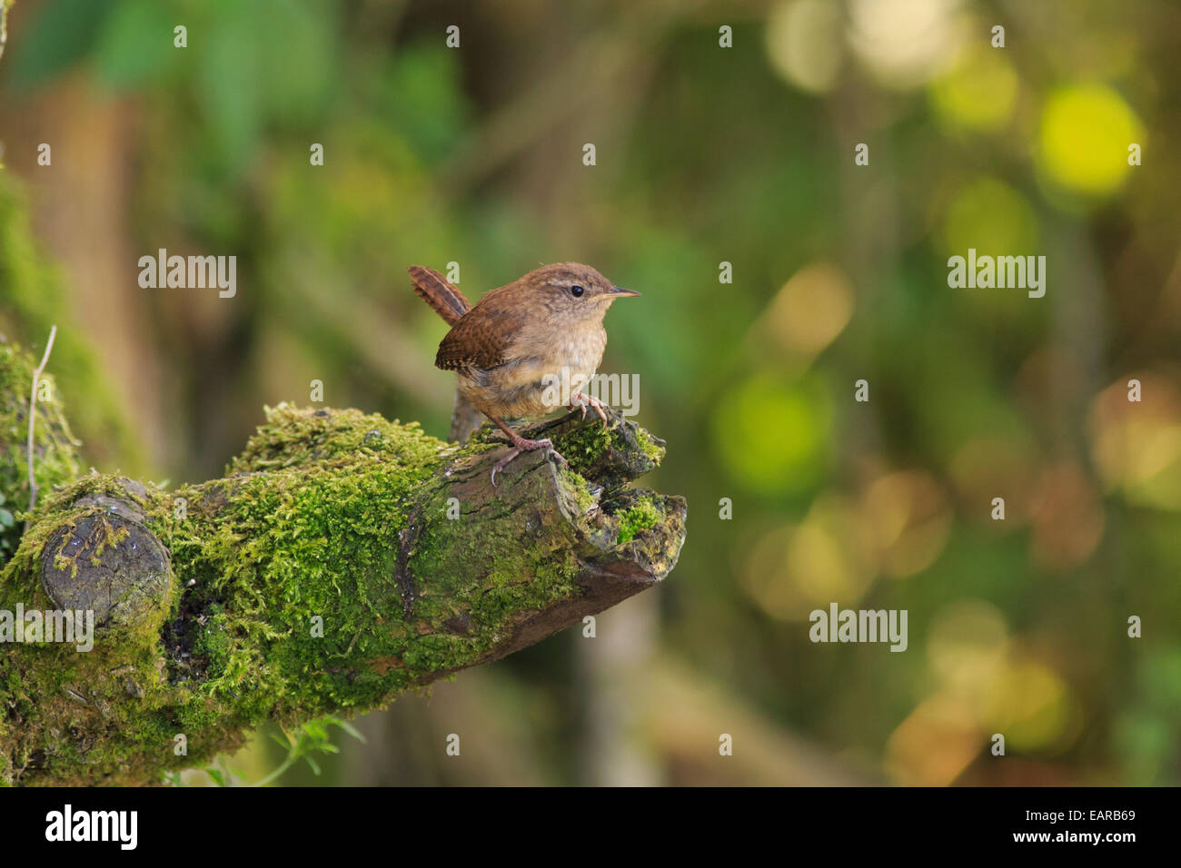 Wren bird uk hi-res stock photography and images - Alamy