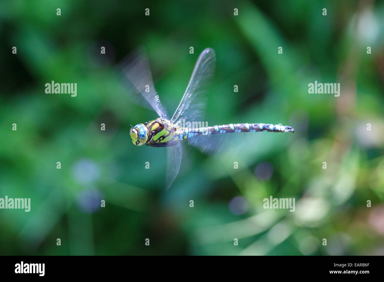 Dragon fly in flight hi-res stock photography and images - Alamy