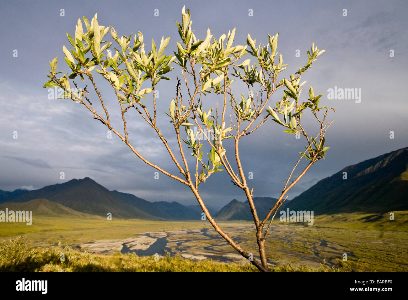 View Of Tree Growing On Hill Overlooking The Canning River In Anwr ...
