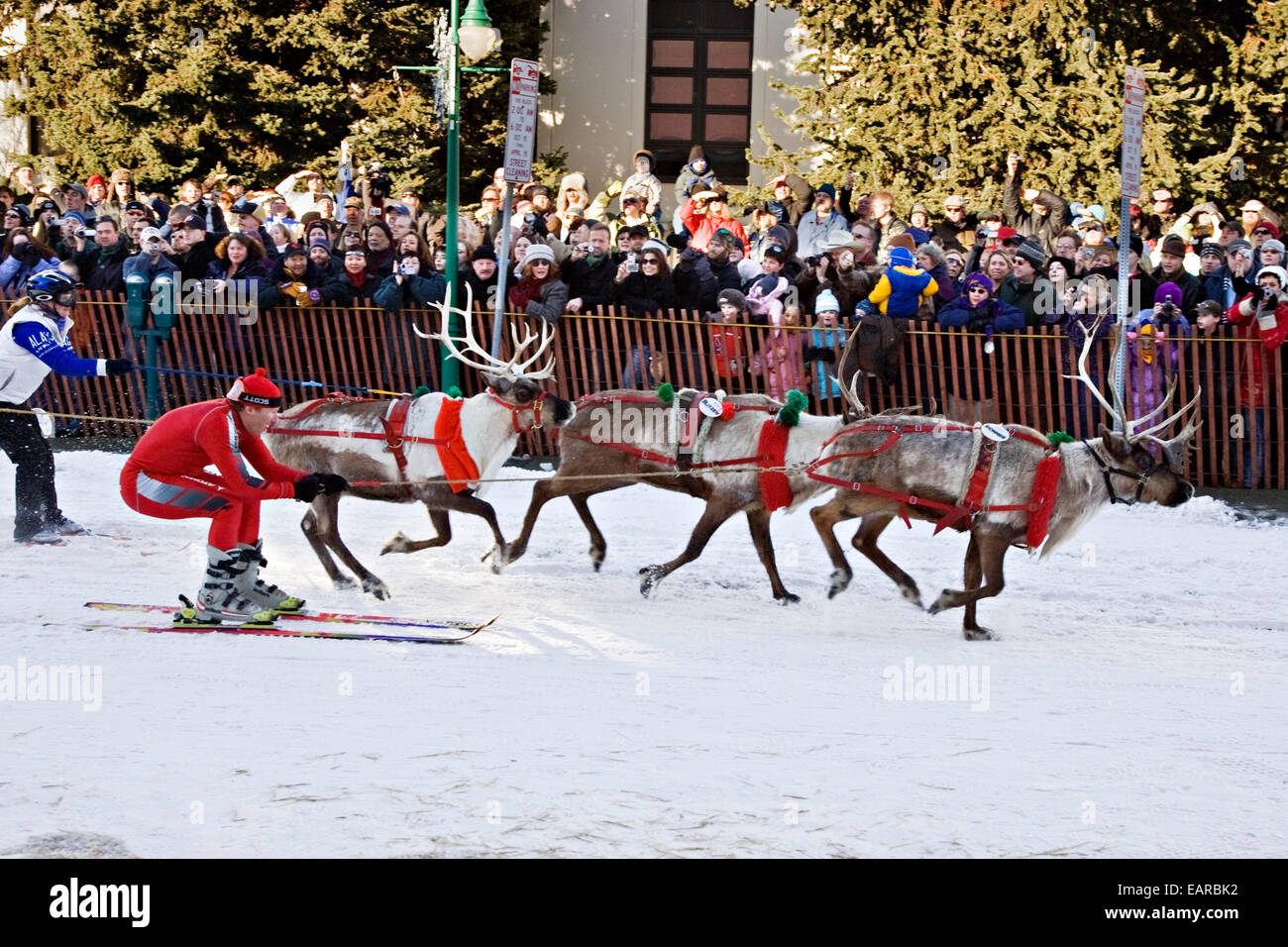 Two People On Skis Are Being Pulled By Reindeer During The *Reindeer ...