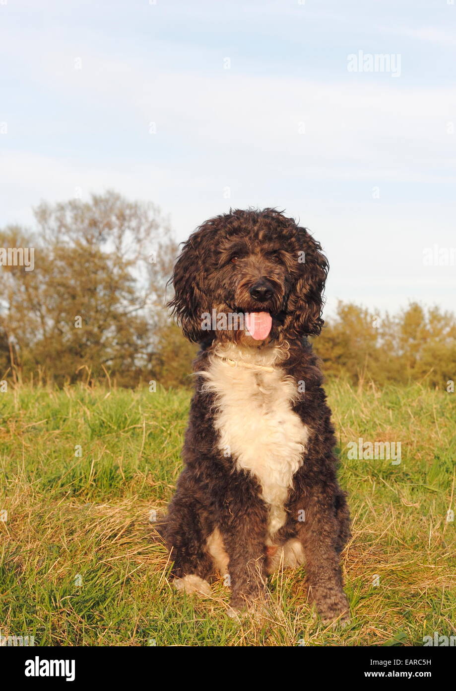 Aussie Doodle Aussie Doodle