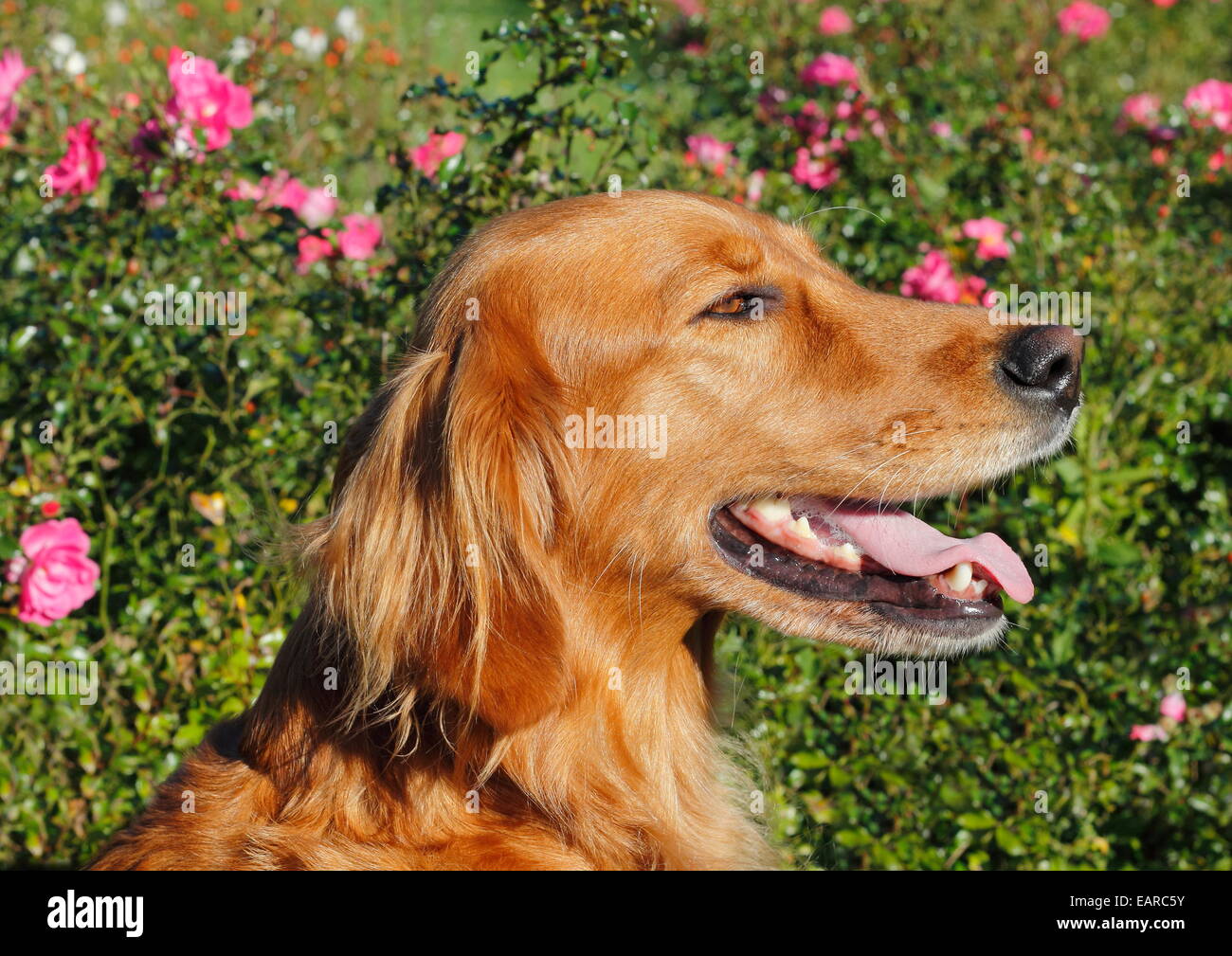 Irish Setter Mixed With Golden Retriever
