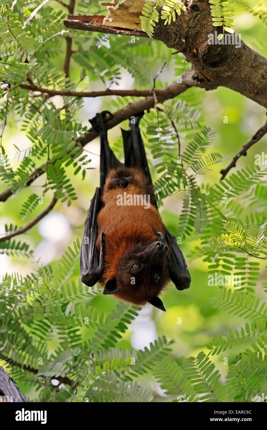 Indian Flying Fox Or Greater Indian Fruit Bat Pteropus Giganteus Male At Roost Uttar Pradesh