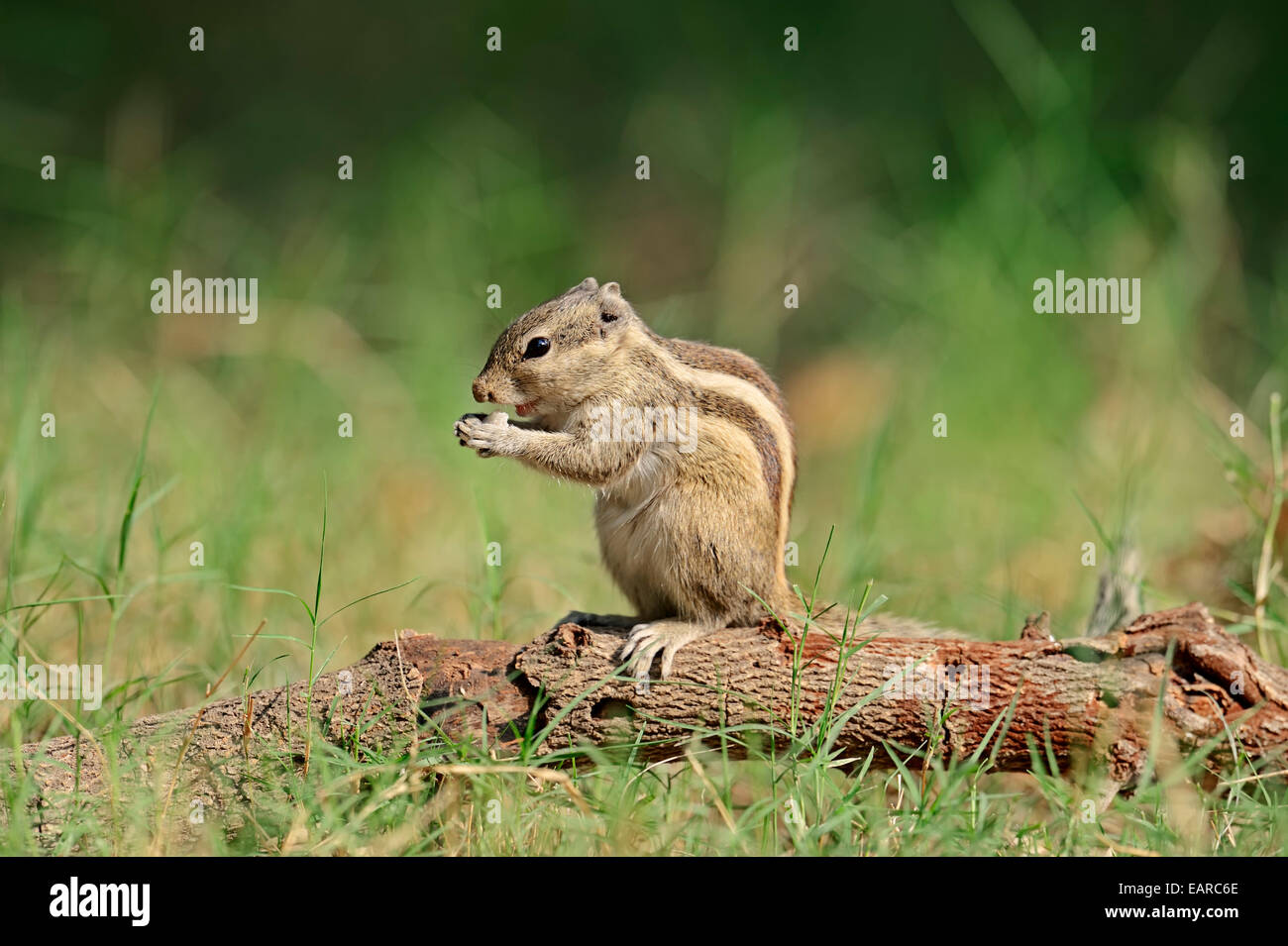 Northern Palm Squirrel or Five-striped Palm Squirrel (Funambulus ...