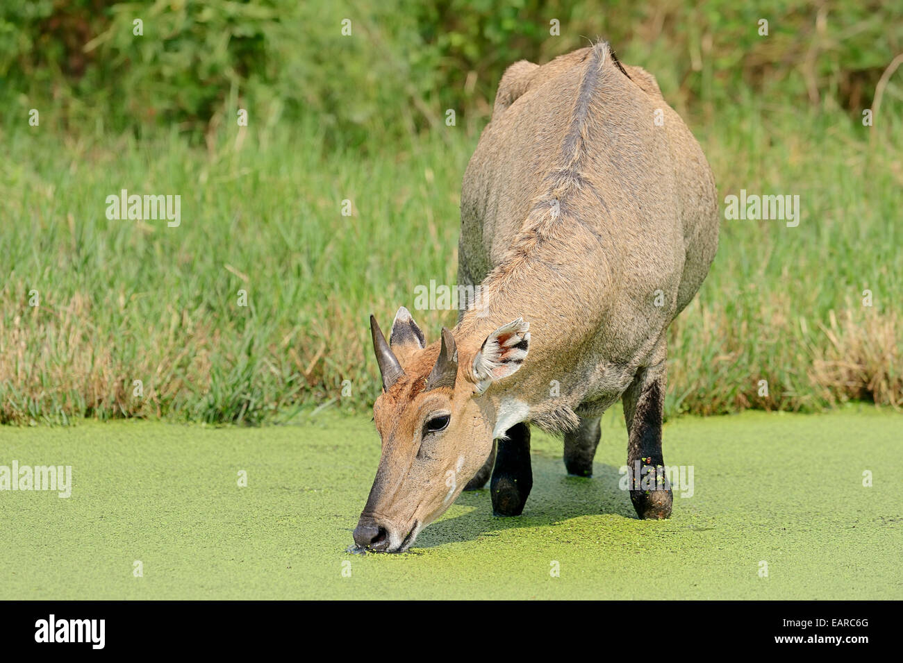 Nilgai or Nilgau antelope (Boselaphus tragocamelus), male drinking ...