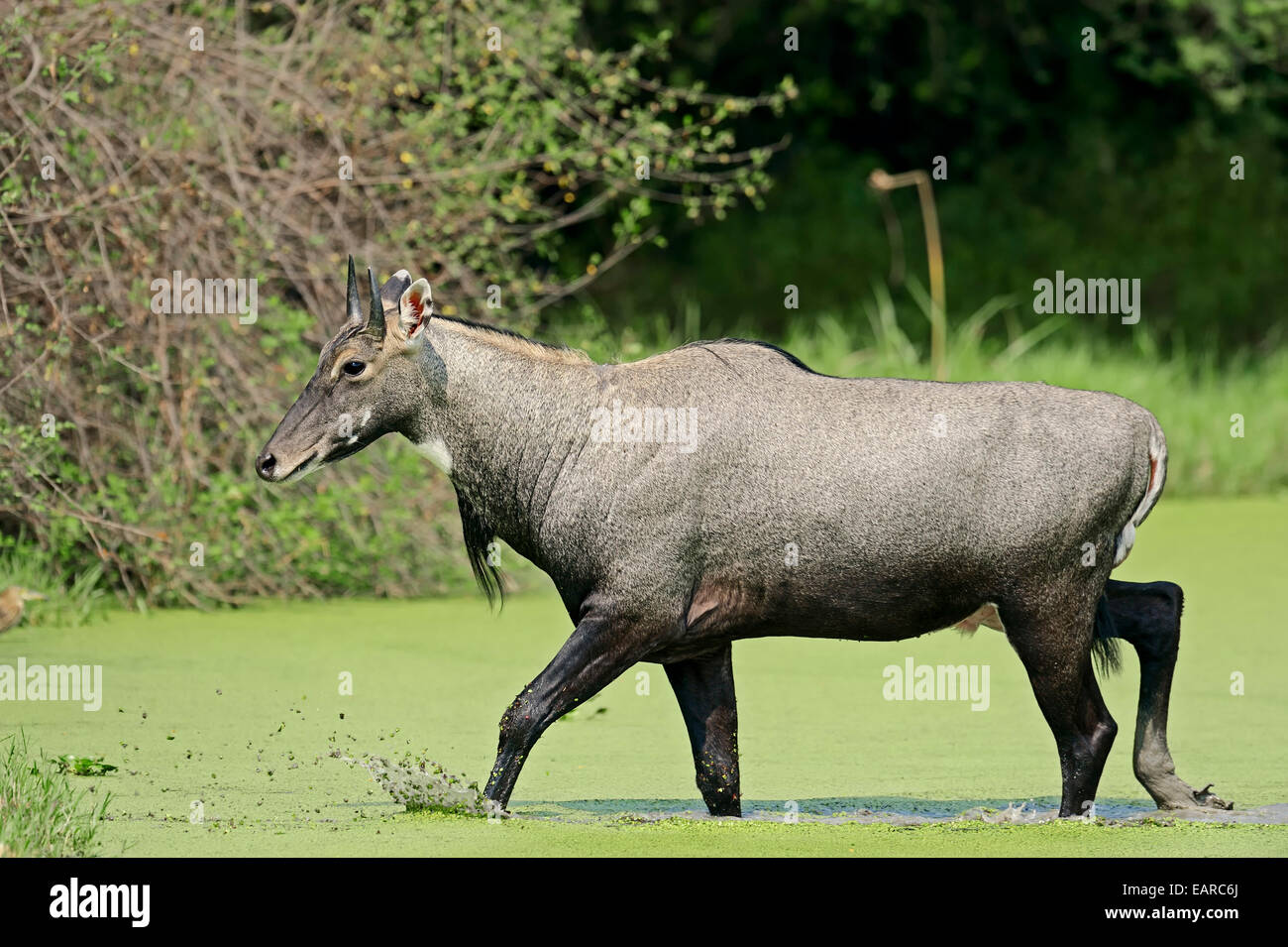 Nilgai or Nilgau antelope (Boselaphus tragocamelus), male, walking in ...