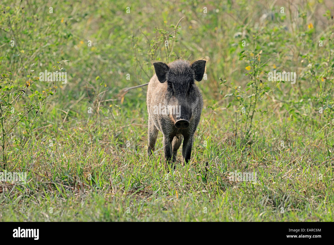 Indian wild pig hi-res stock photography and images - Alamy