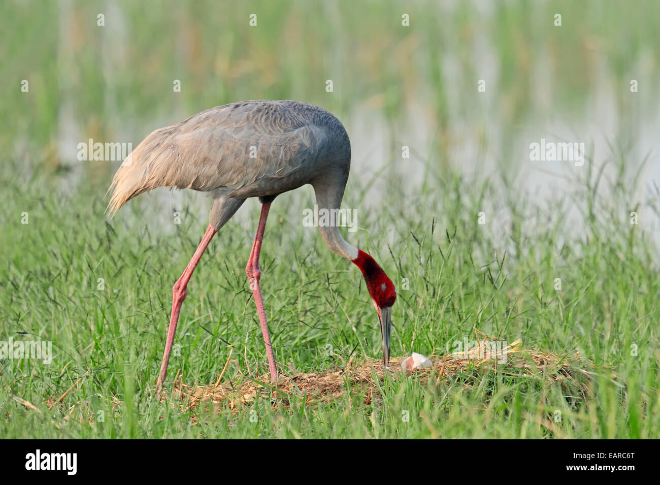 Nesting crane hi-res stock photography and images - Alamy