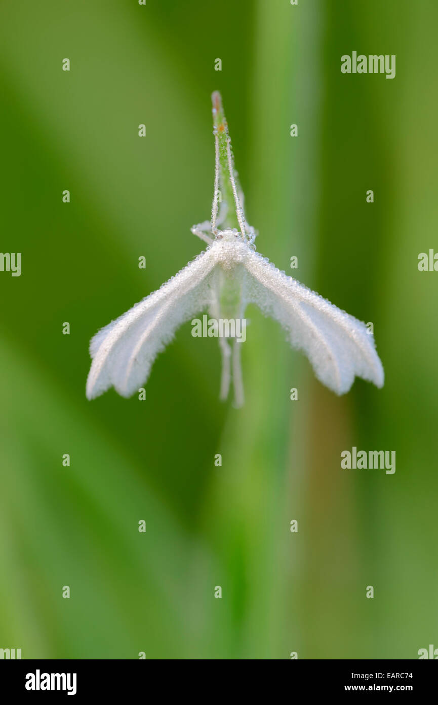 White Plume Moth (Pterophorus pentadactyla), North Rhine-Westphalia ...