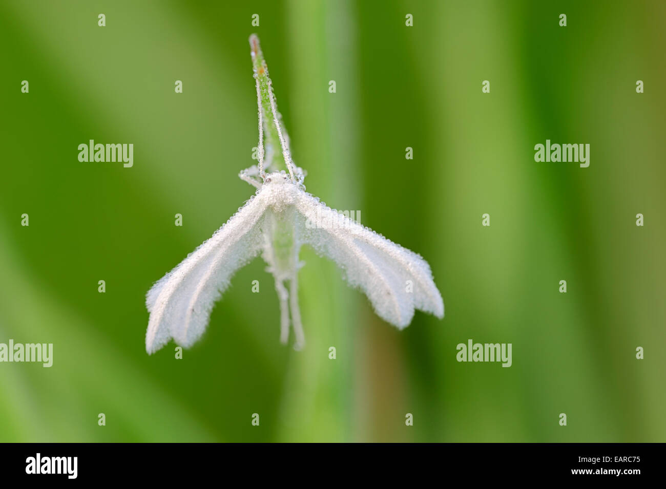 White Plume Moth (Pterophorus pentadactyla), North Rhine-Westphalia ...