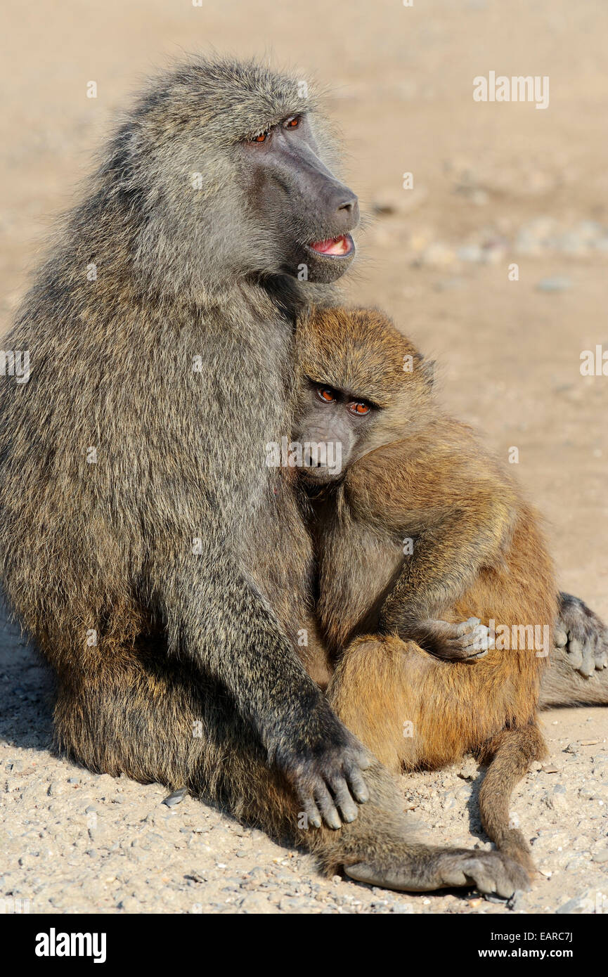 Olive Baboon (Papio anubis), female with young, deposits in Africa ...