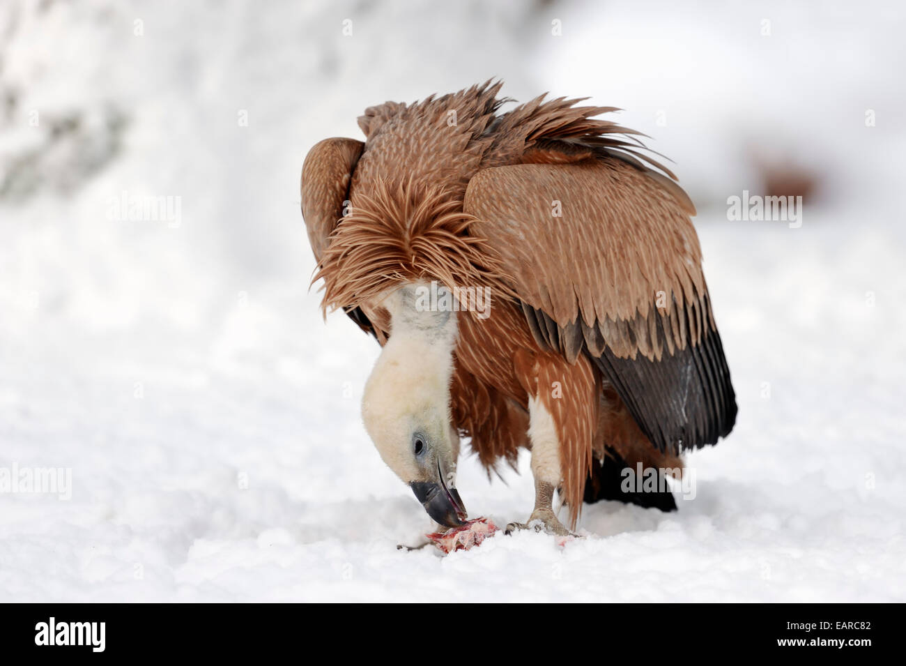 Griffon Vulture (Gyps fulvus) with prey in snow, captive, The ...