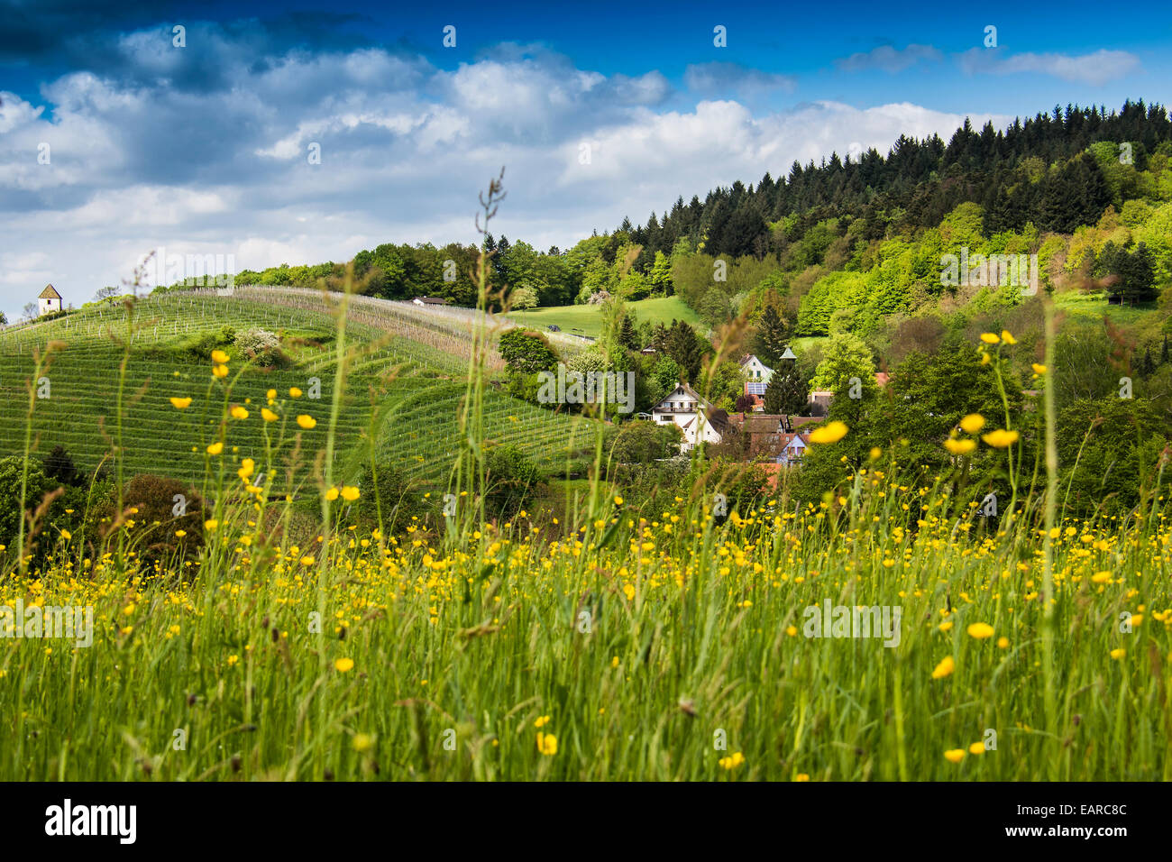 Landscape with a flower meadow and a small village, Sulzburg, Baden ...