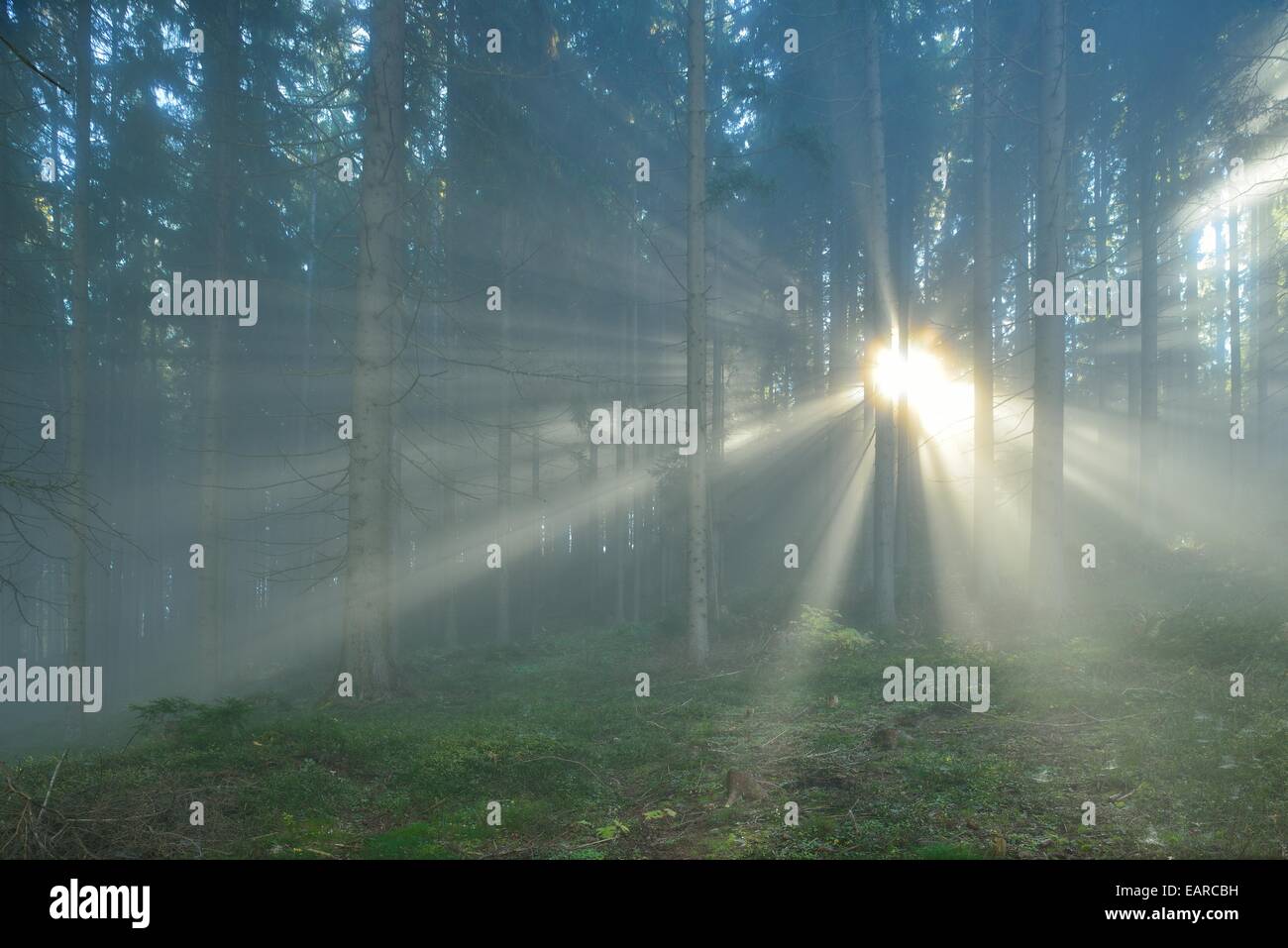 Rays of sunlight breaking through the early morning mist in a forest ...