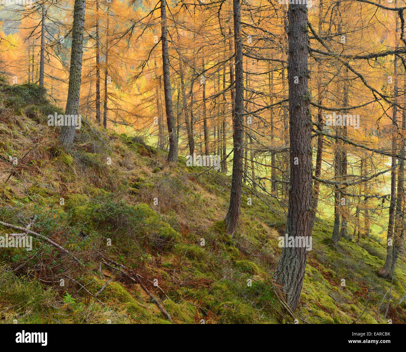 Mountainside forest in autumn, Kraspestal valley, near Haggen, Tyrol ...
