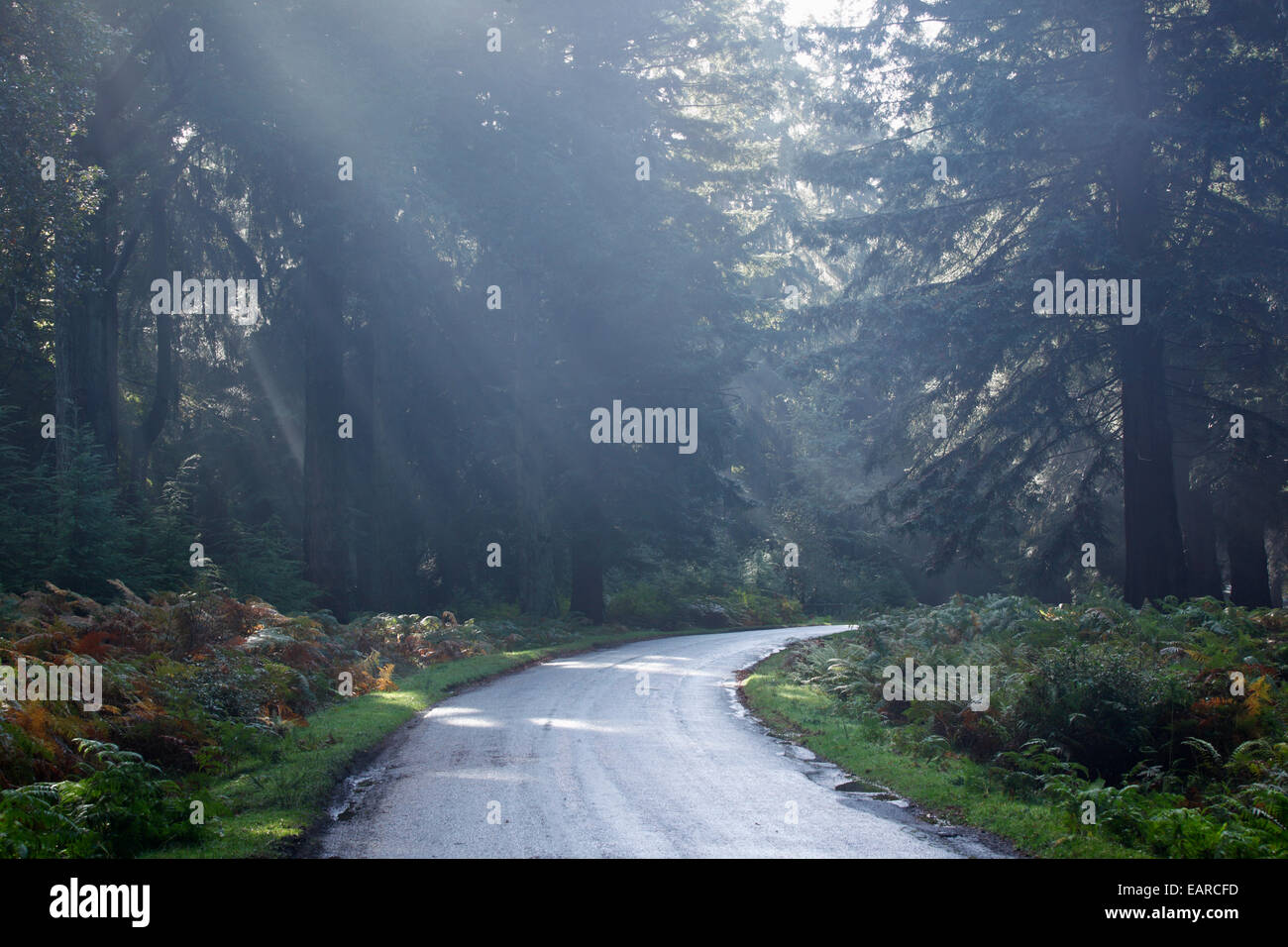 Rhinefield Ornamental Drive. New Forest National Park. Hampshire ...
