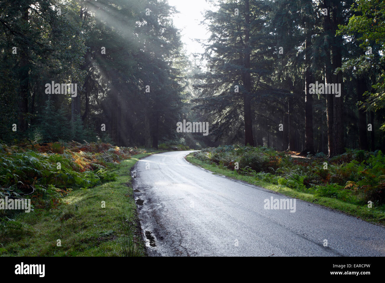Rhinefield Ornamental Drive. New Forest National Park. Hampshire ...