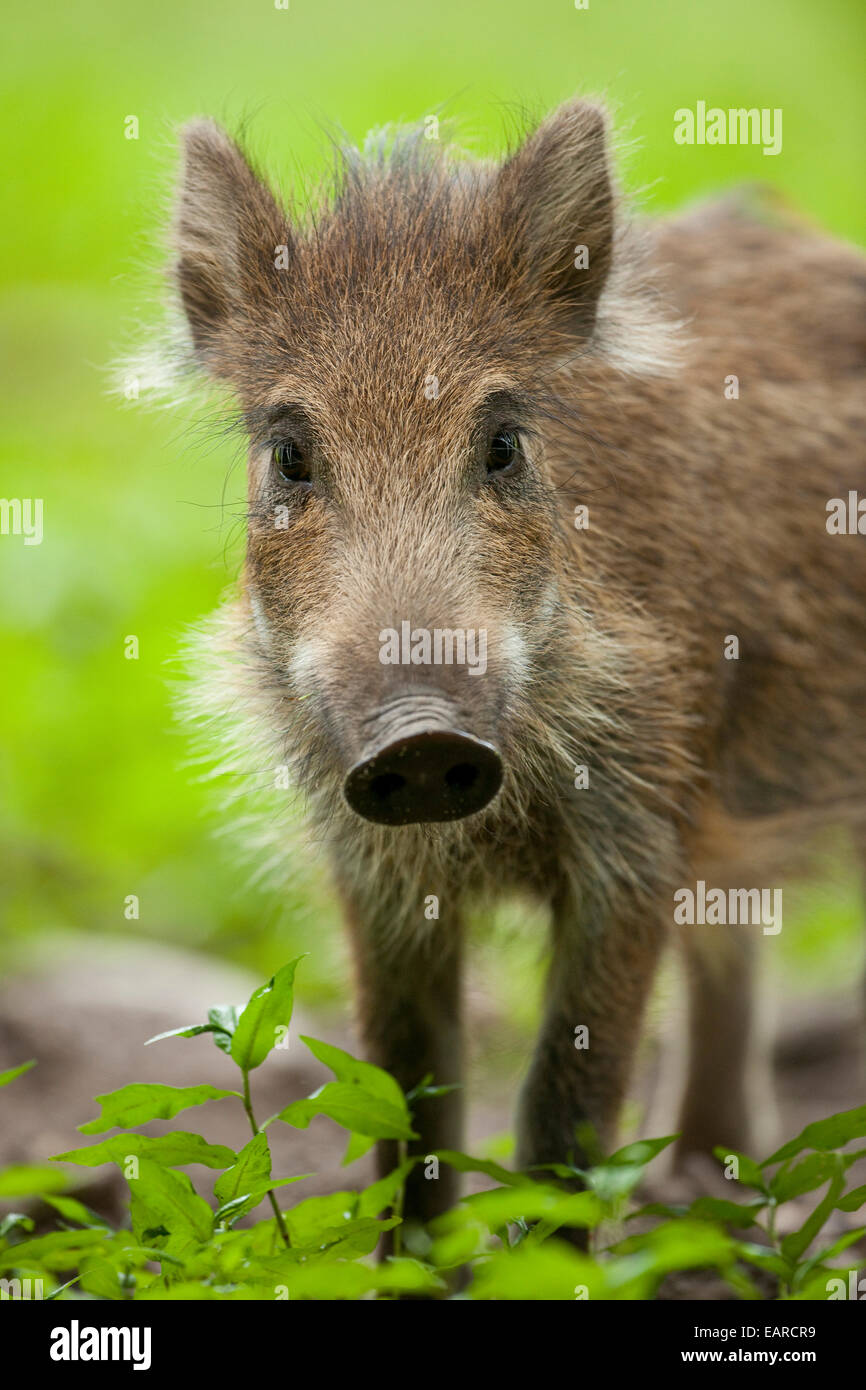 Wild Boar (Sus scrofa), piglet, portrait, captive, Saxony, Germany ...