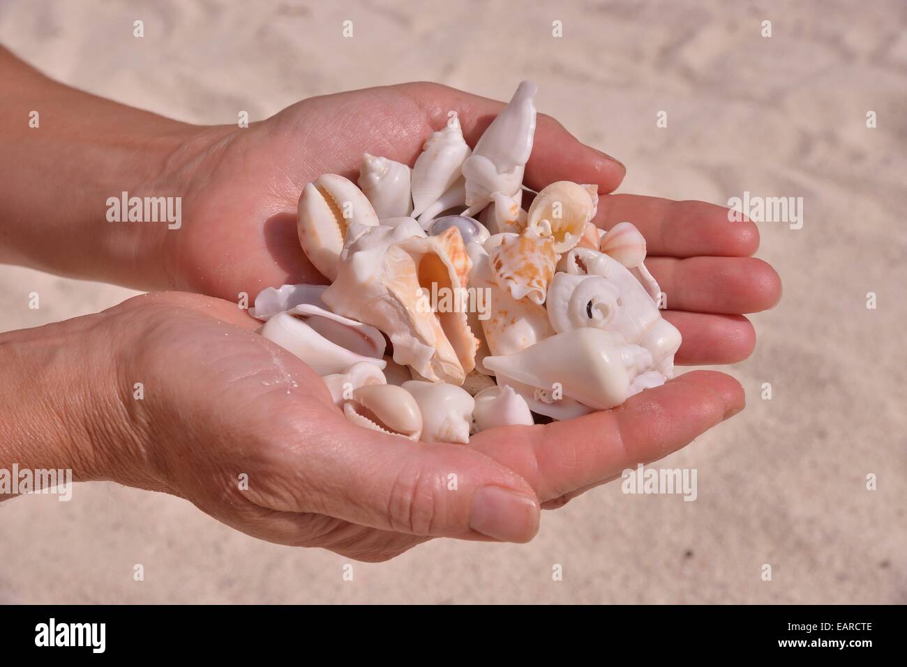 Hands holding shells hi-res stock photography and images - Alamy