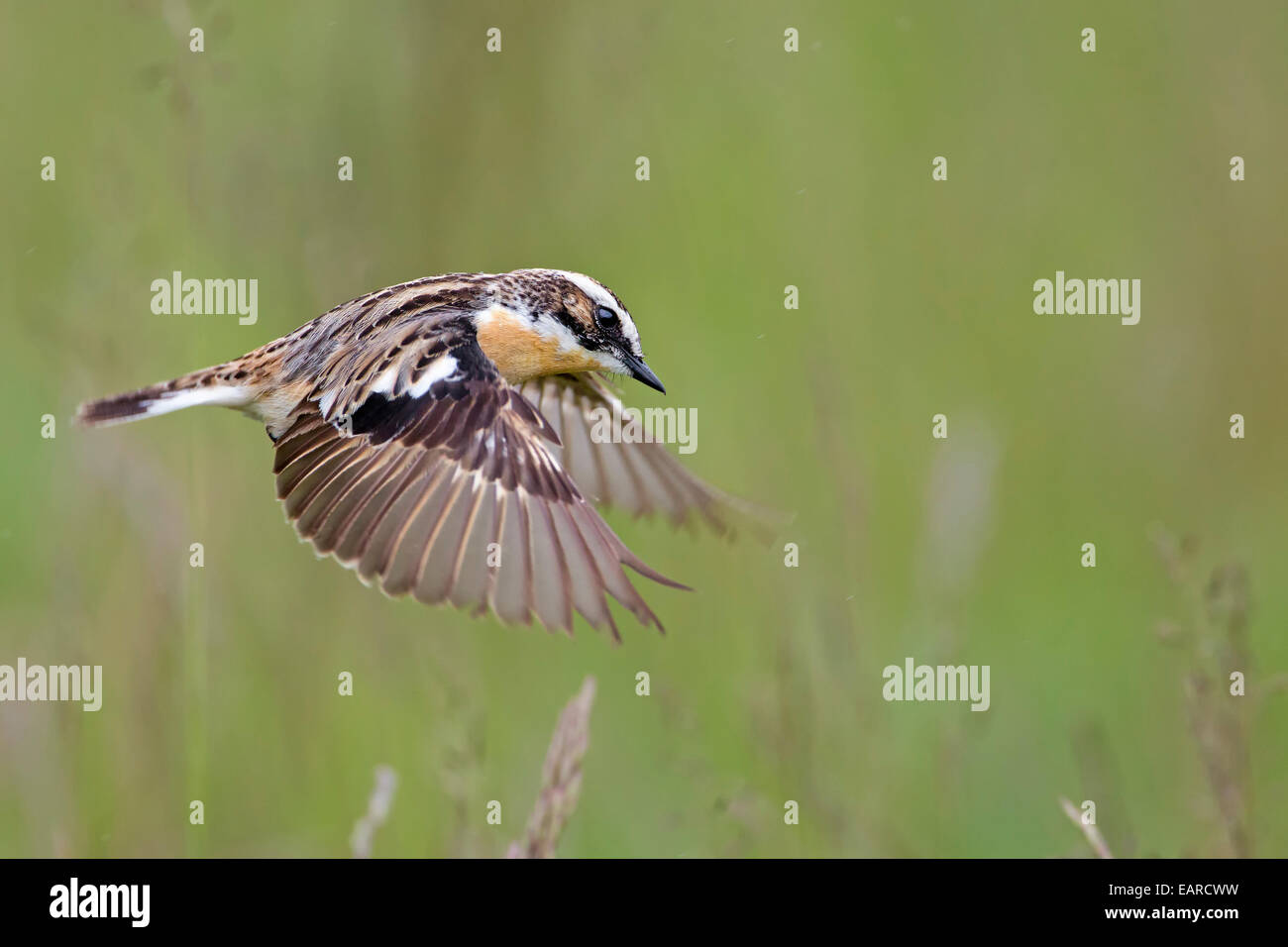 Whinchat (Saxicola rubetra), stationary flight, Middle Elbe Biosphere ...