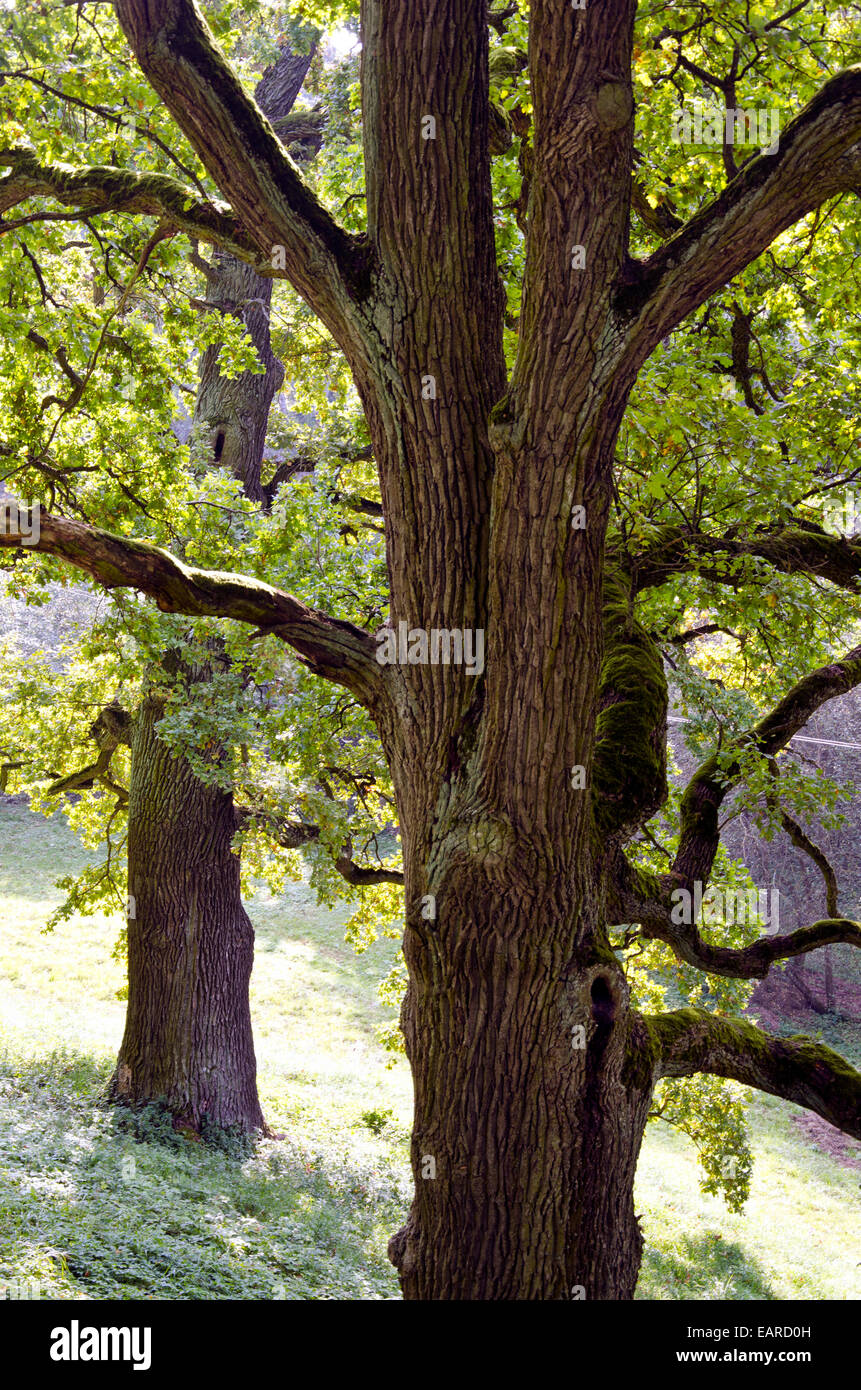Oak tree trunks hi-res stock photography and images - Alamy