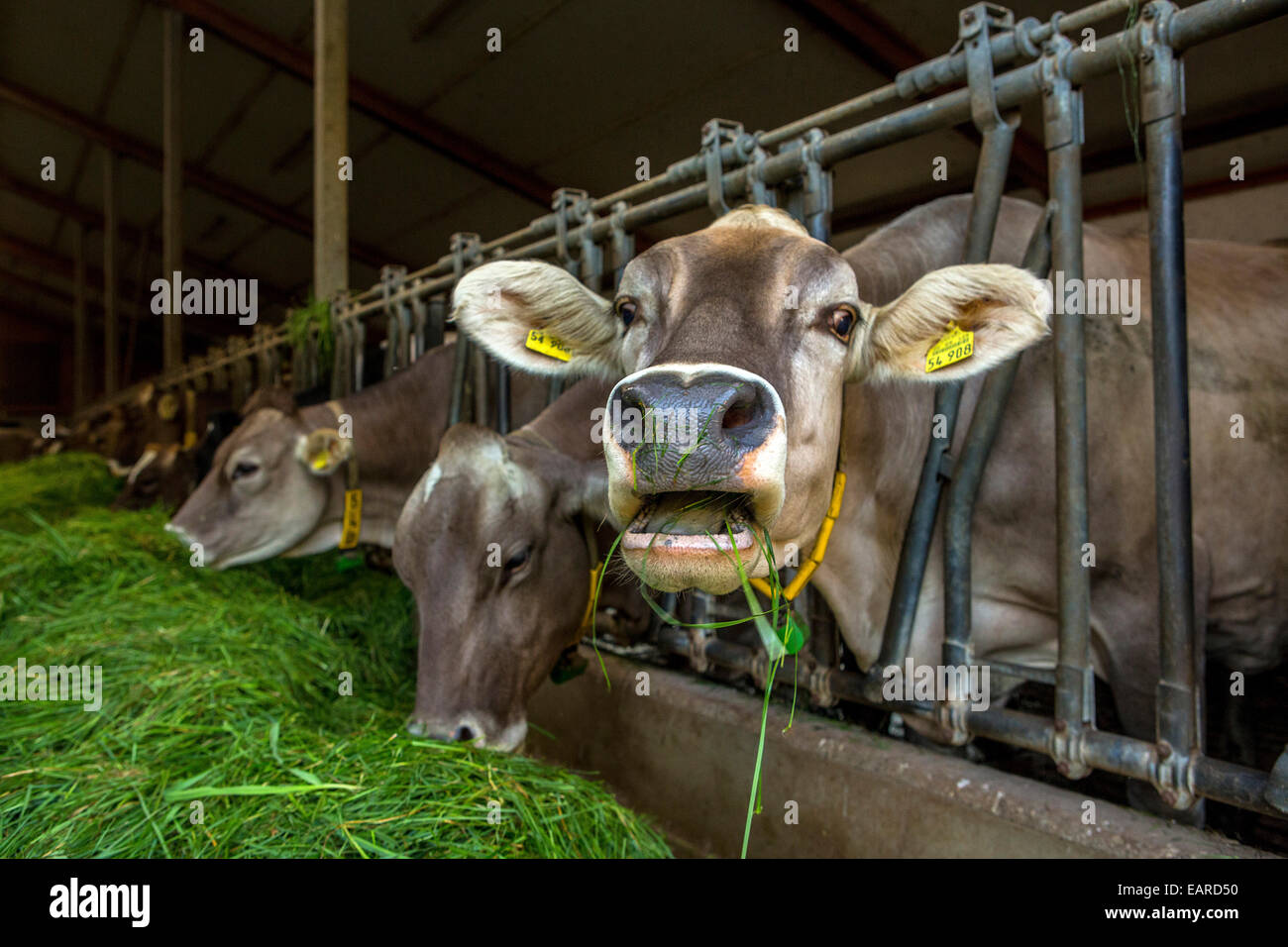 Cow barn germany hi-res stock photography and images - Alamy