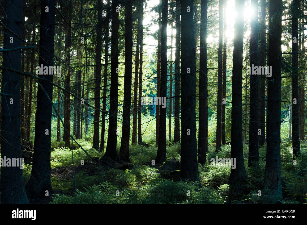 Swedish forest forests pine tree hi-res stock photography and images ...