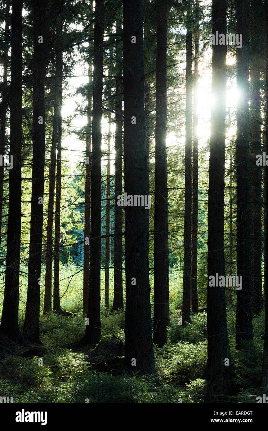 Tall pine woods hi-res stock photography and images - Alamy