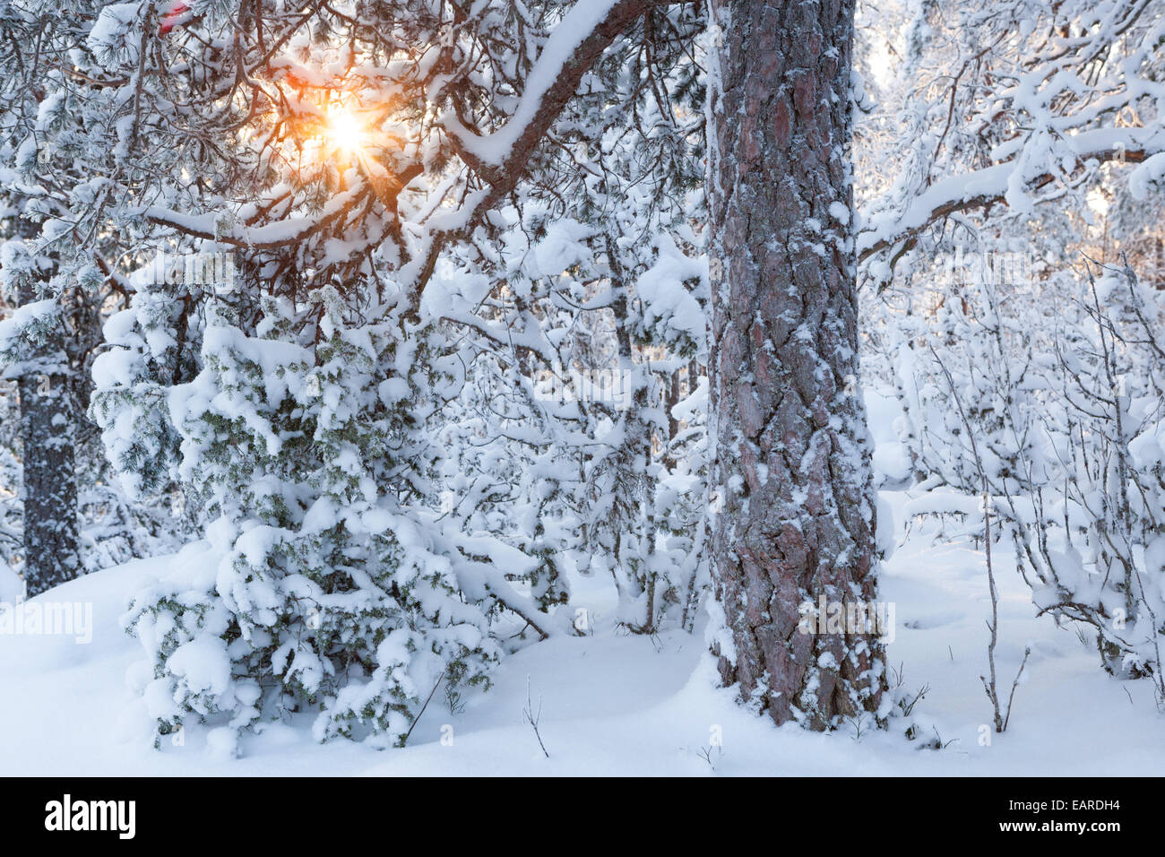 Sun shining through snowy tree Stock Photo - Alamy