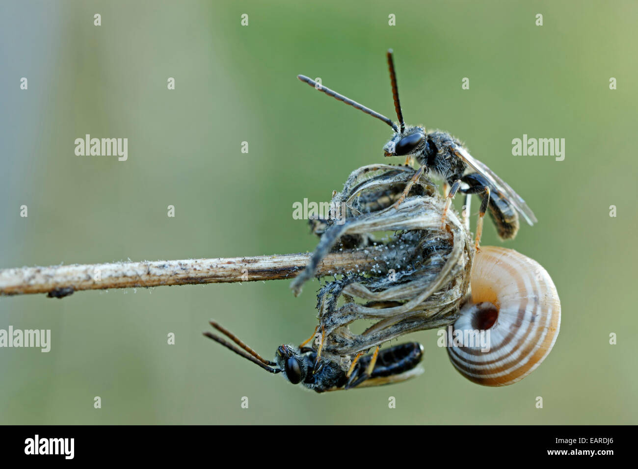 Sweat Bees or Halictid Bees (Halictus calceatus or Lasioglossum ...