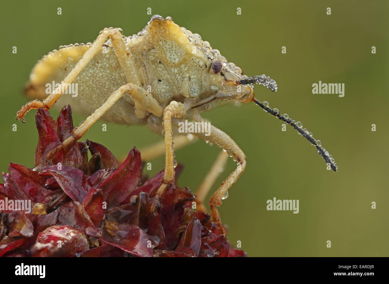 Stink Bug (Carpocoris fuscispinus), Hesse, Germany Stock Photo - Alamy