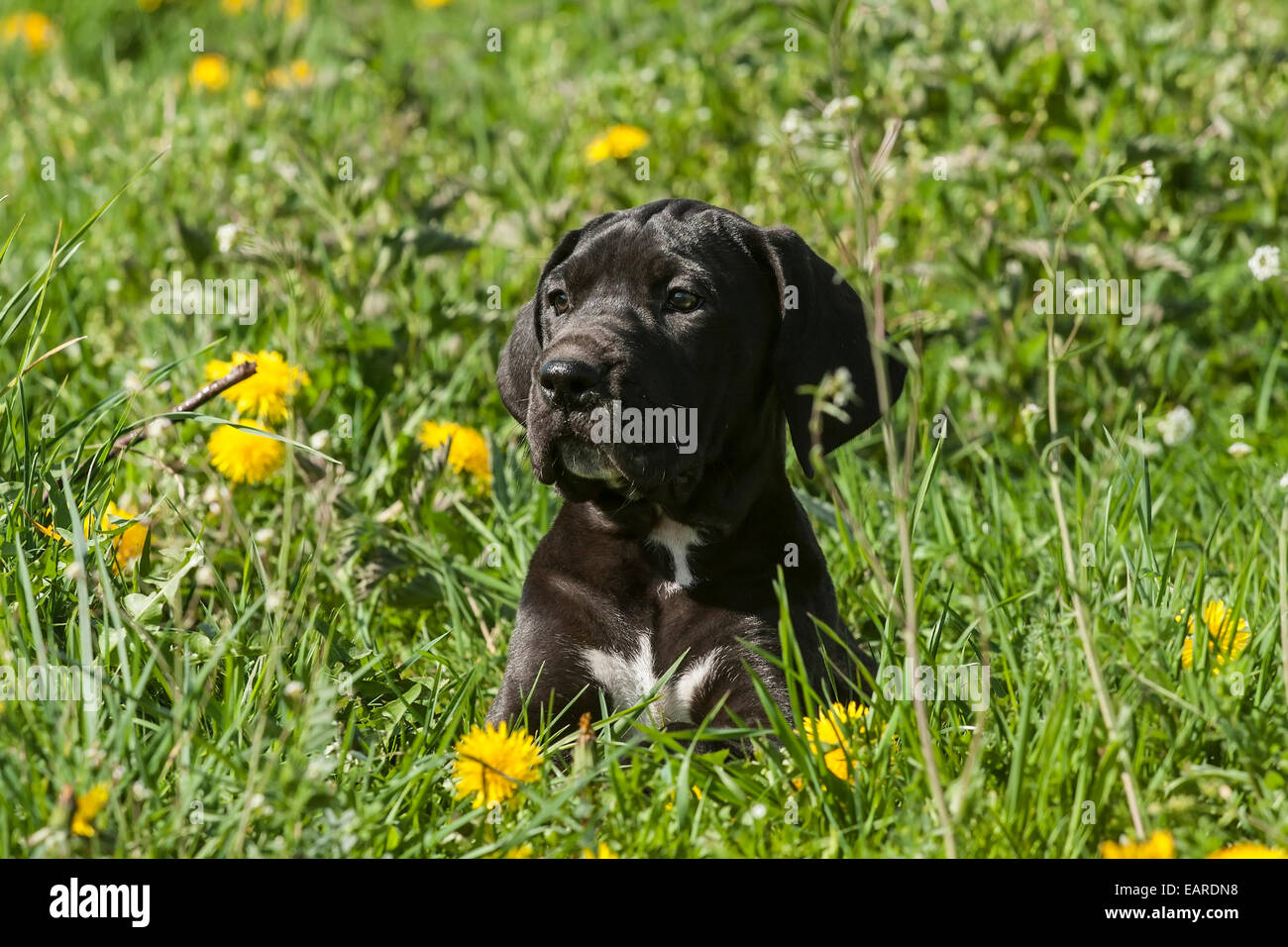 German Mastiff, puppy, black, on meadow Stock Photo - Alamy