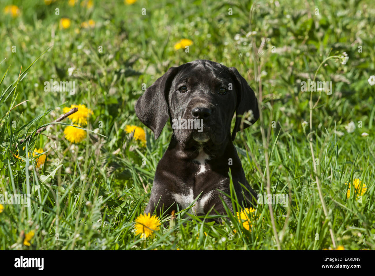 Black Mastiff High Resolution Stock Photography and Images - Alamy
