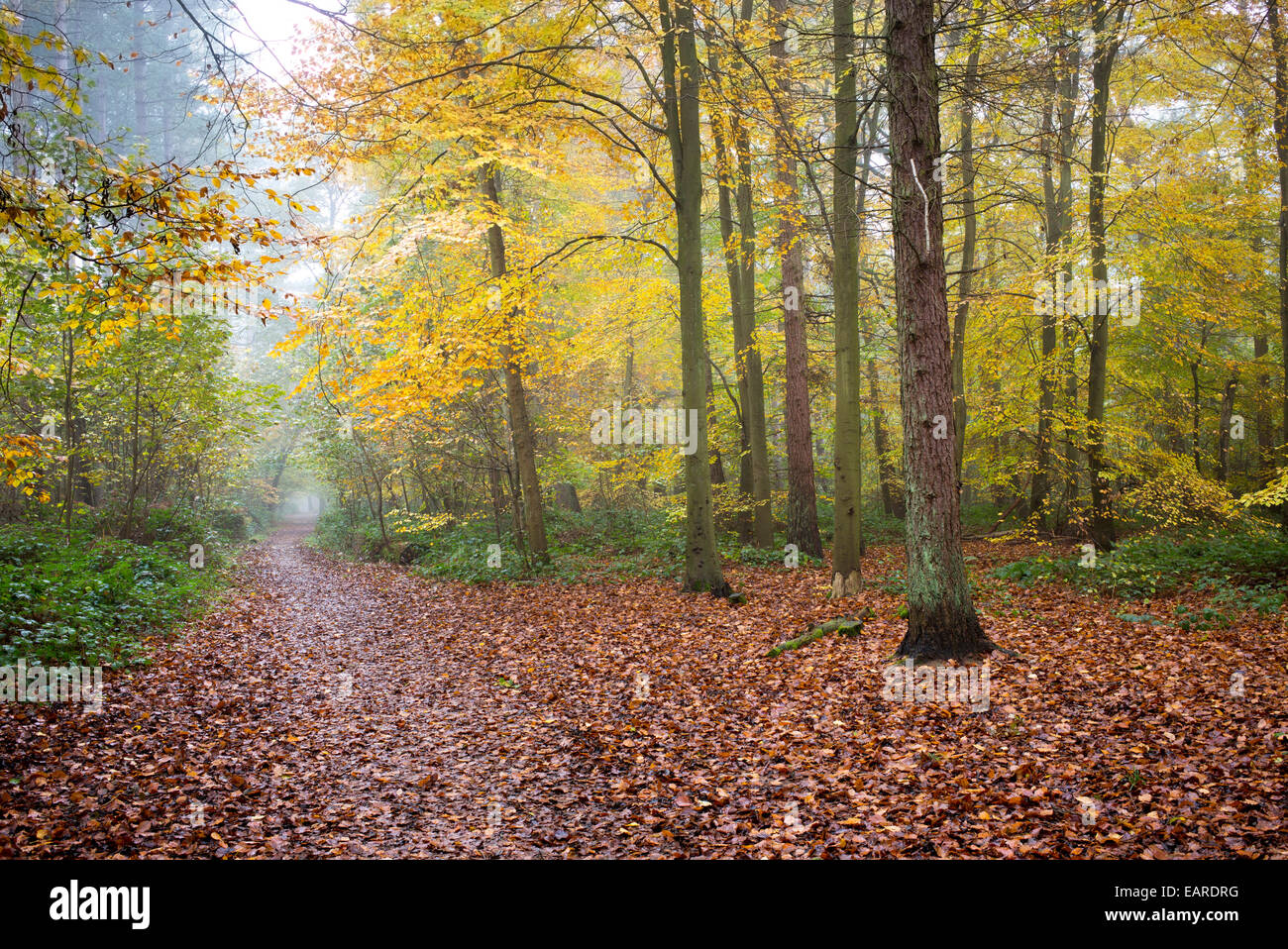 English beech hi-res stock photography and images - Alamy